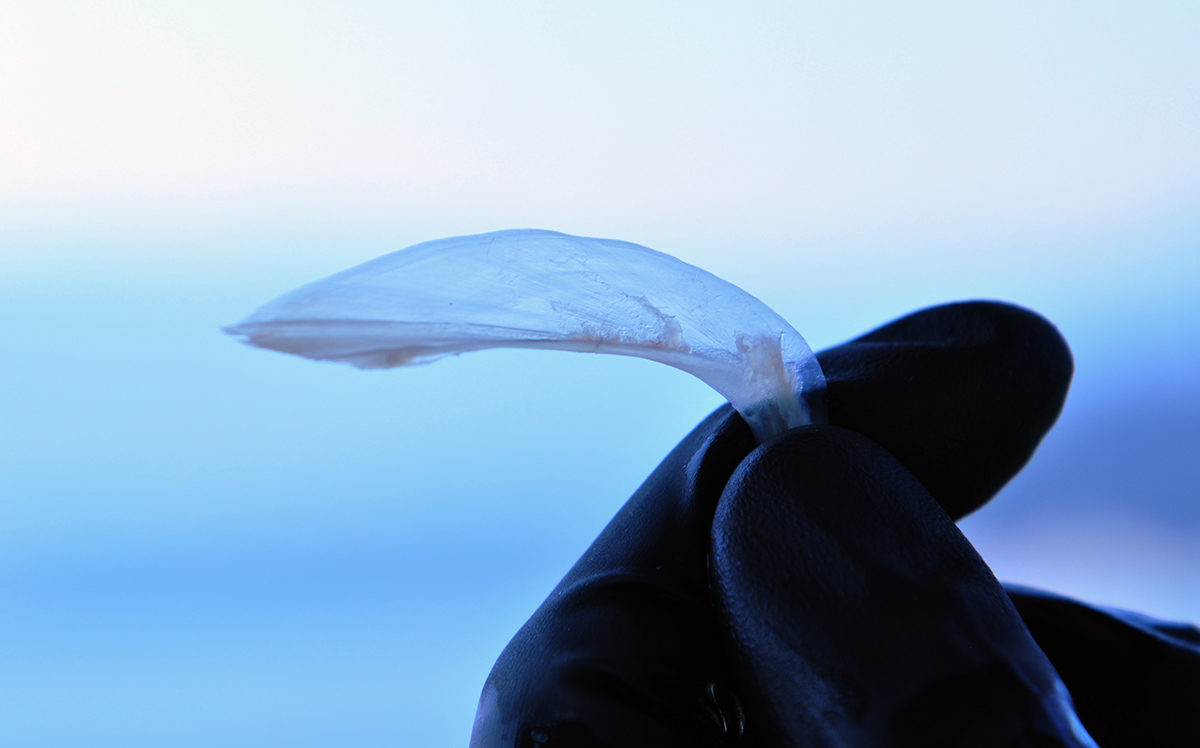 The Pike Problem | Northwest Power and Conservation Council